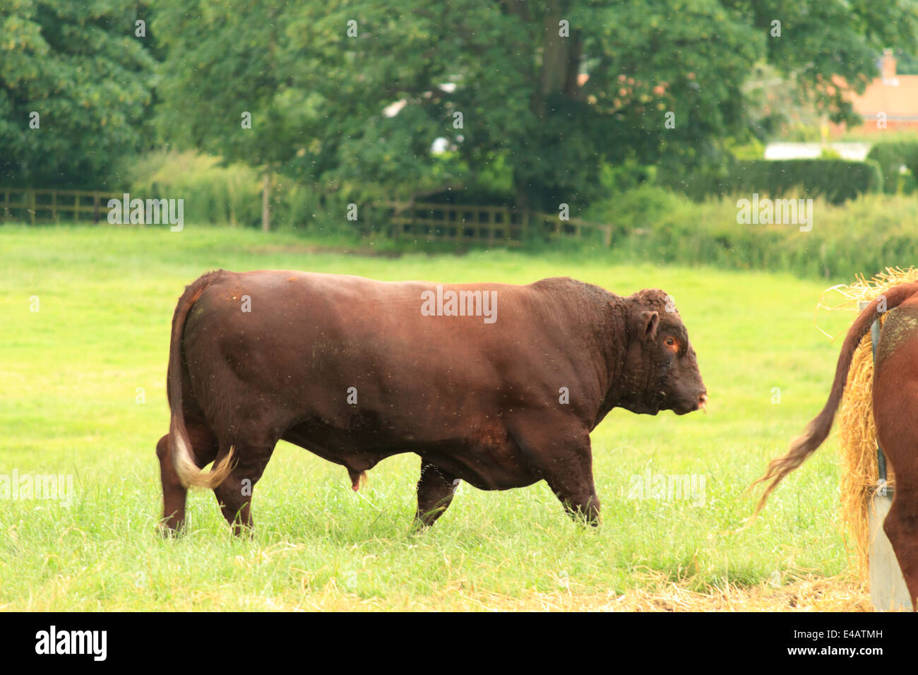 Lincoln red cattle hi-res stock photography and images - Alamy