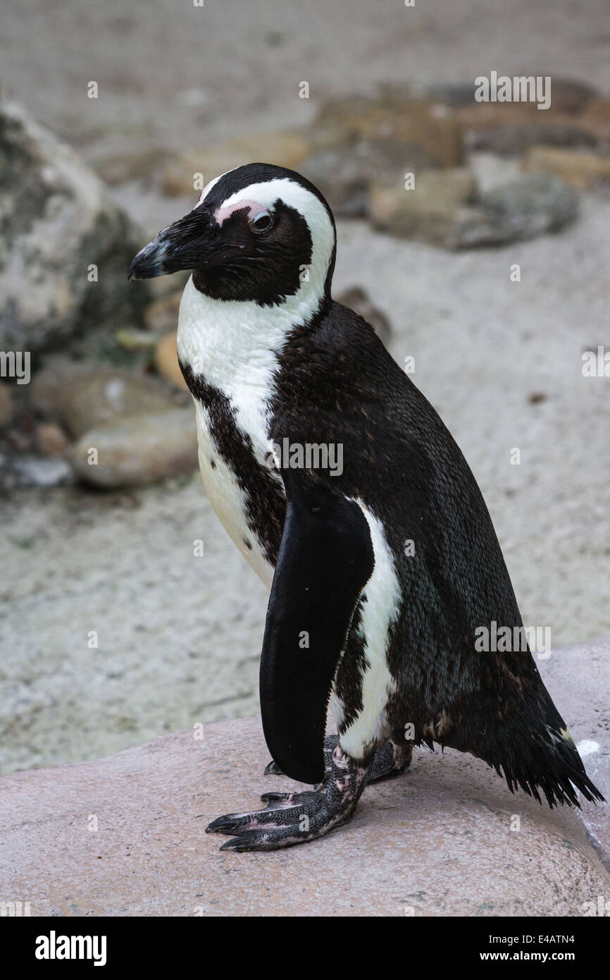 portrait of an african penguin standing posing for the camera over ...