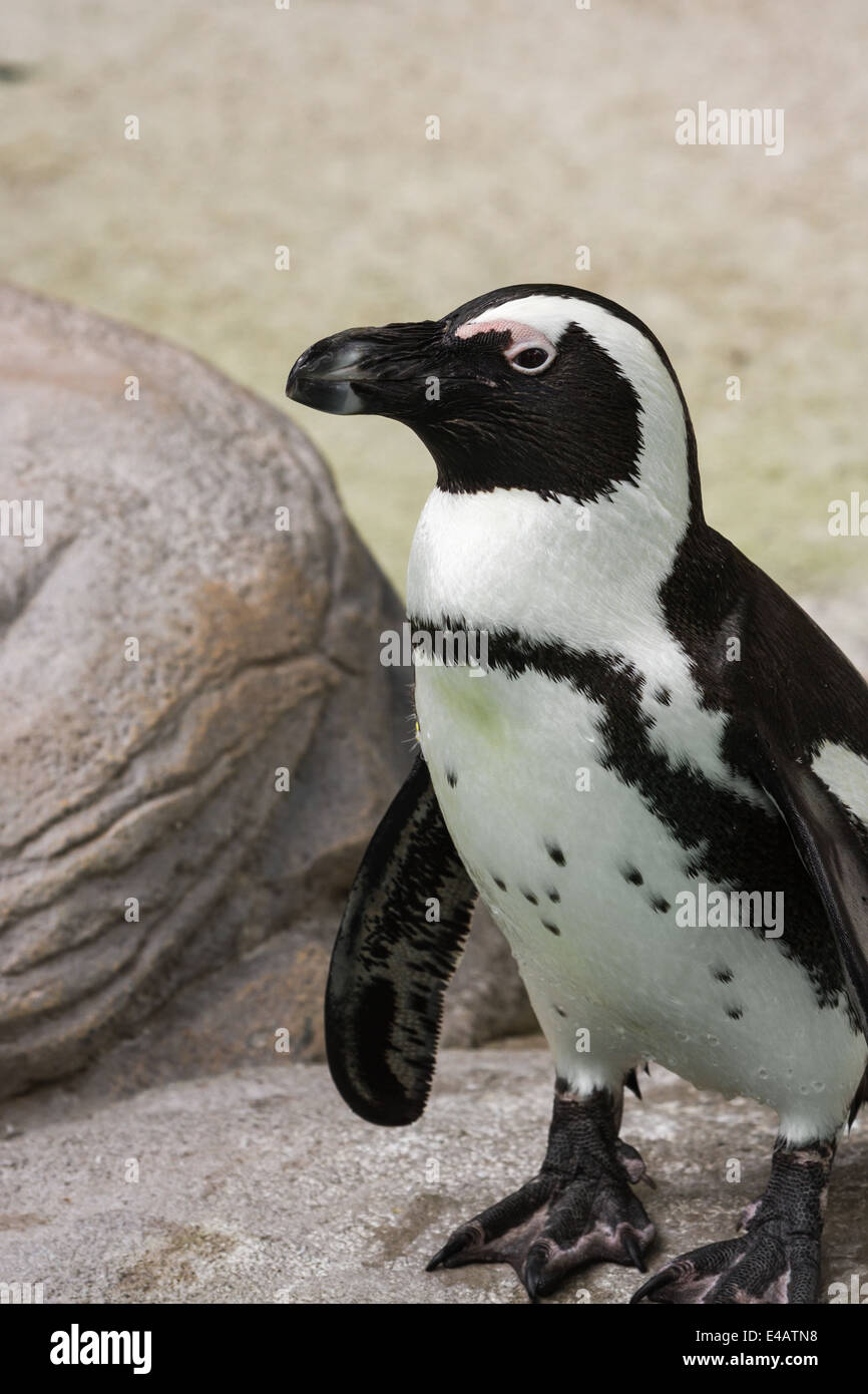 portrait of an african penguin standing posing for the camera over ...