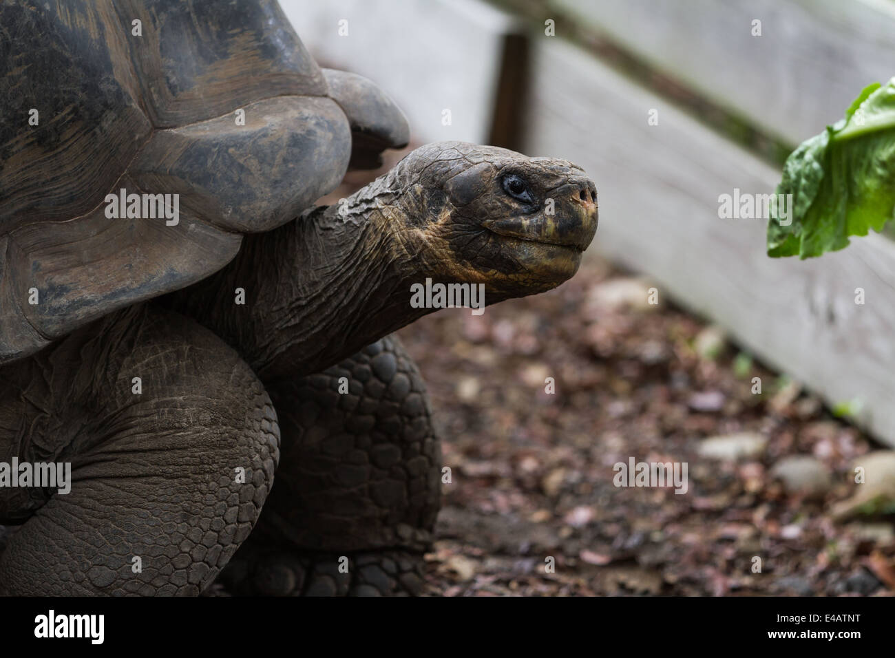 closeup of a giant galapagos tortoise with ancient looking features ...