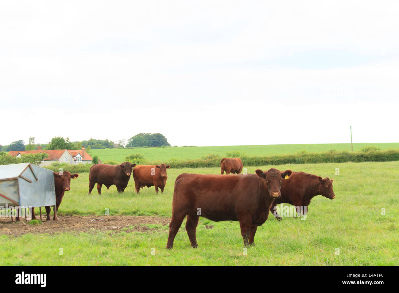 Pedigree Lincoln Red Cattle Stock Photo - Alamy