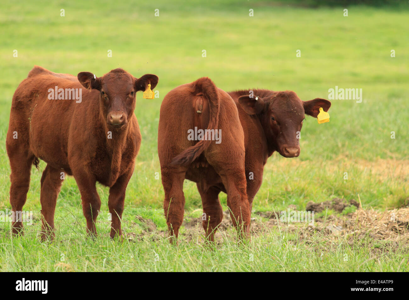 Pedigree Lincoln Red Cattle Stock Photo - Alamy
