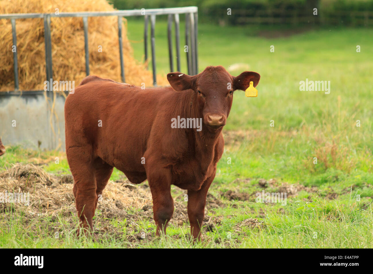 Pedigree Lincoln Red Cattle Stock Photo - Alamy