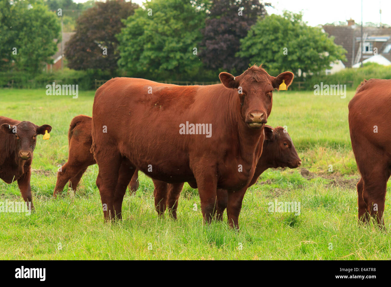 Pedigree Lincoln Red Cattle Stock Photo - Alamy