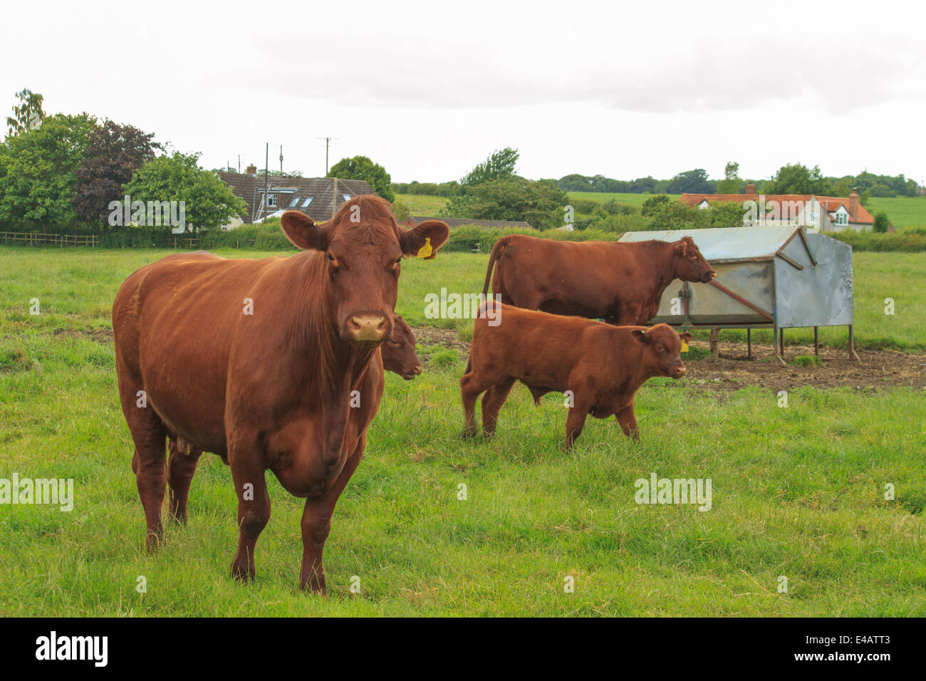 Lincoln Red Cattle High Resolution Stock Photography and Images - Alamy