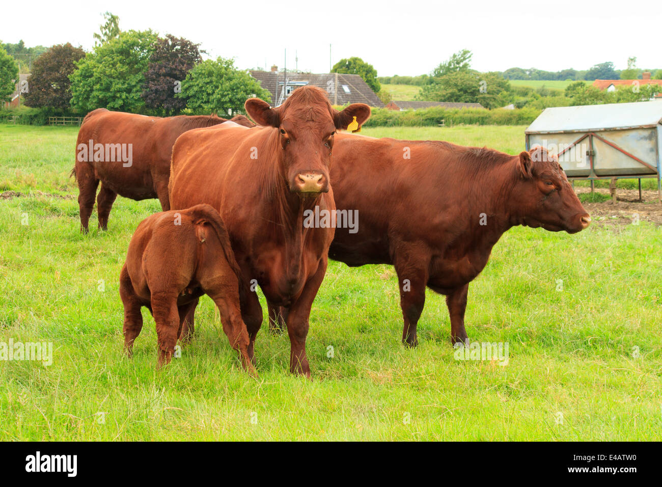 Pedigree Lincoln Red Cattle Stock Photo - Alamy