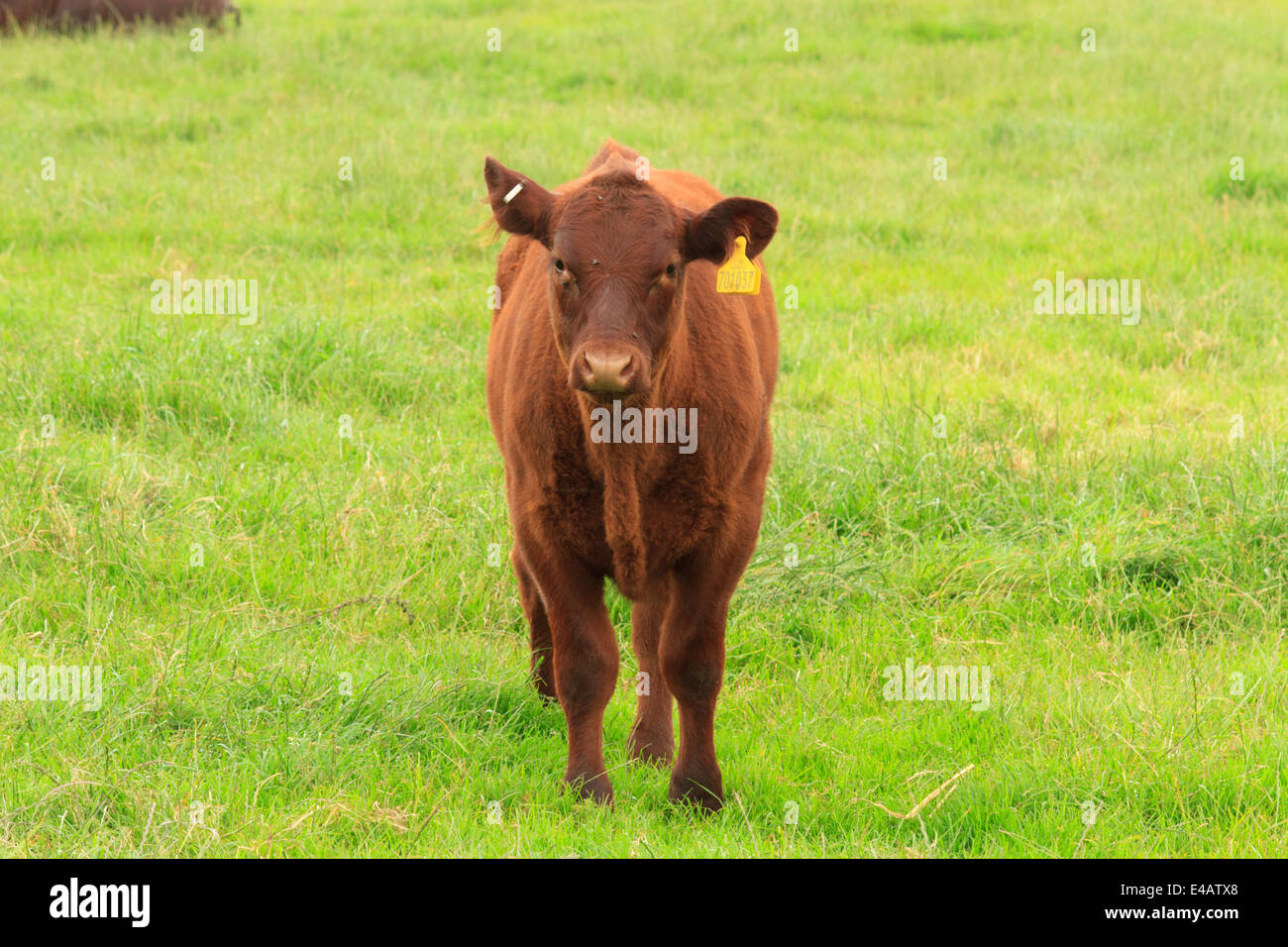 Pedigree Lincoln Red Cattle Stock Photo - Alamy