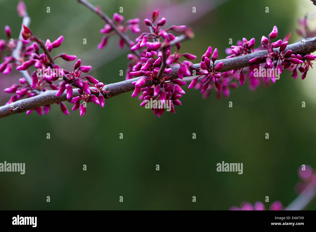 Red bud hi-res stock photography and images - Alamy