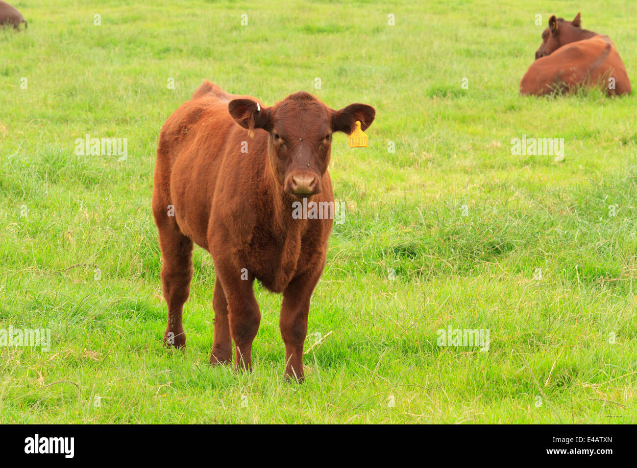 Lincoln red cattle hi-res stock photography and images - Alamy