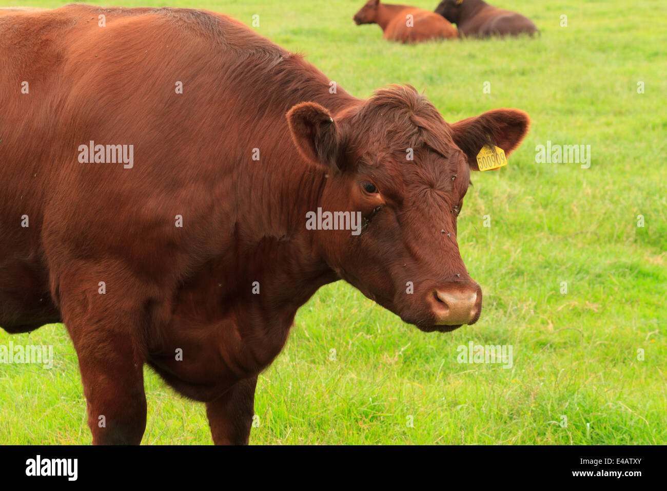 Pedigree Lincoln Red Cattle Stock Photo - Alamy