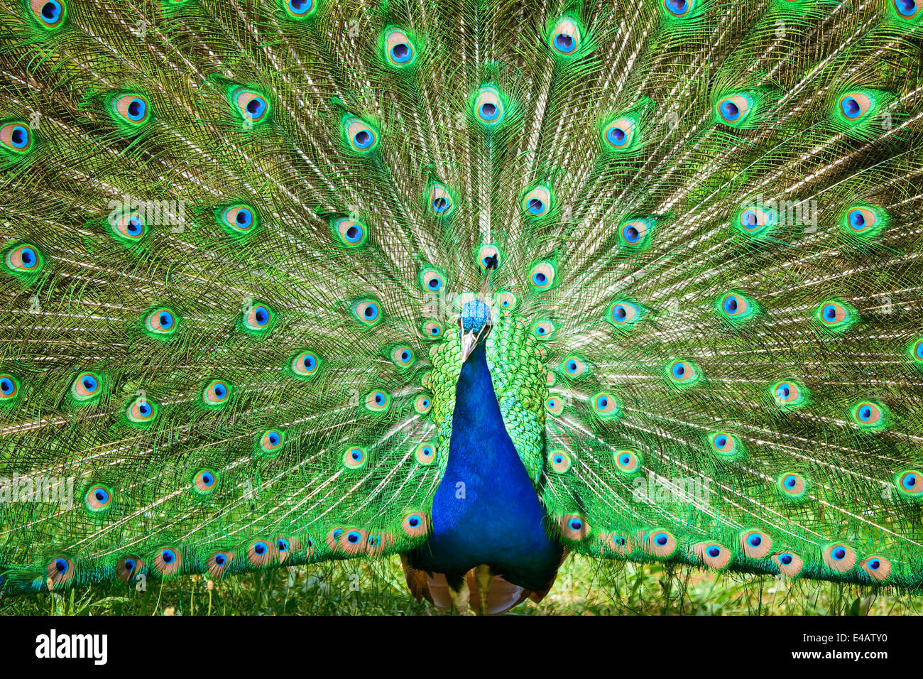 Peacock rooster hi-res stock photography and images - Alamy