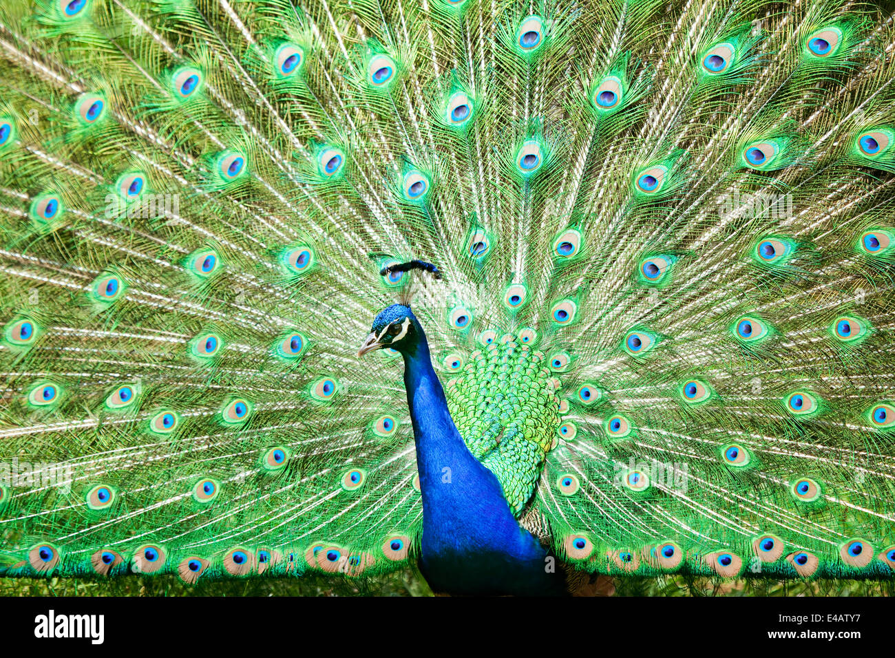 beutiful peacock courtshiping Stock Photo - Alamy