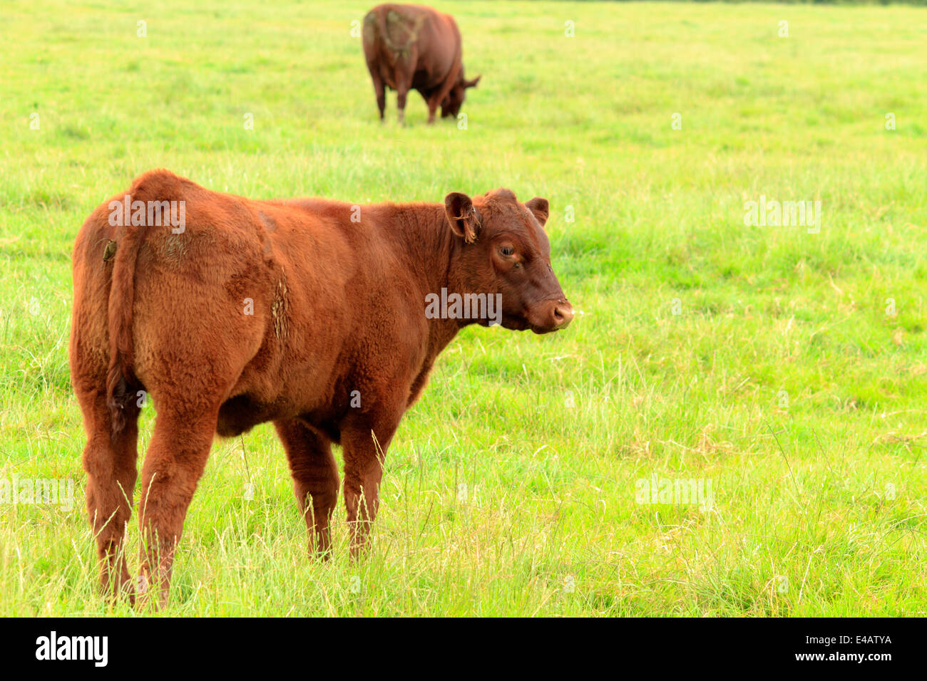 Pedigree Lincoln Red Cattle Stock Photo - Alamy