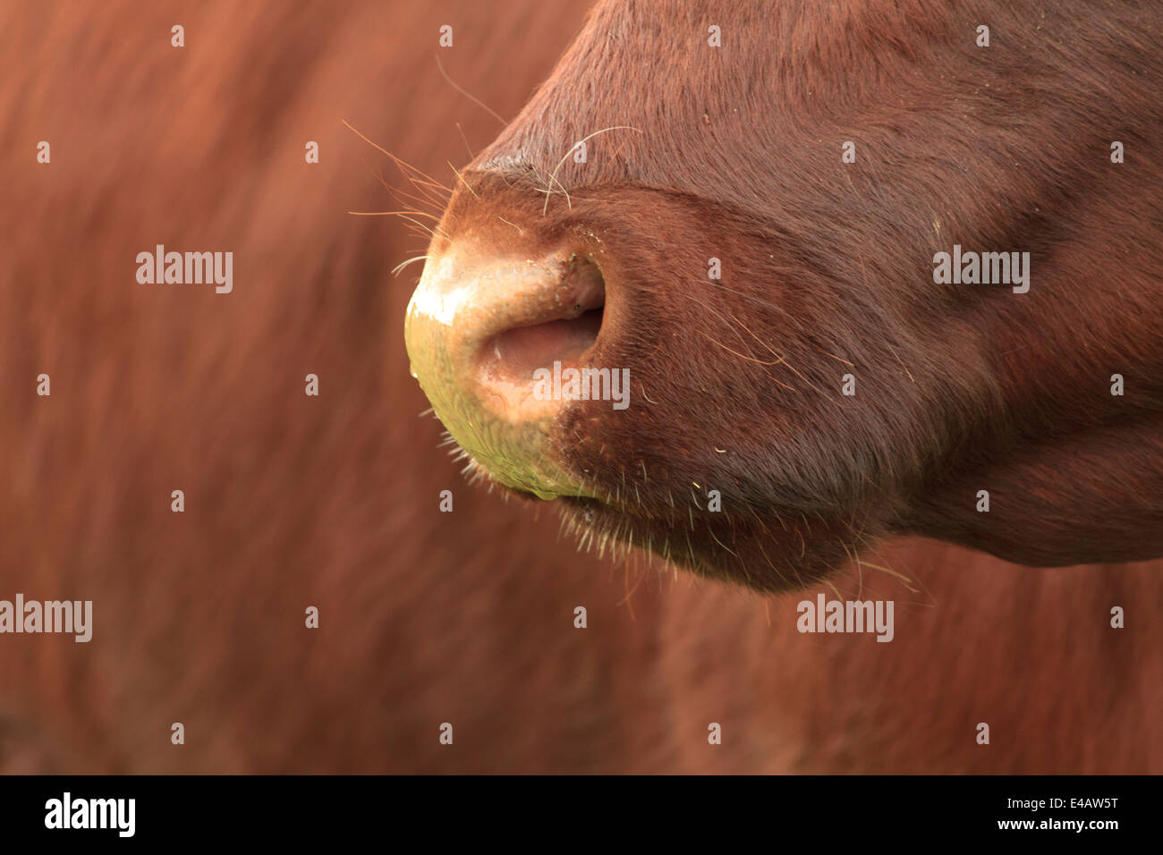 Pedigree Lincoln Red Cattle Stock Photo - Alamy