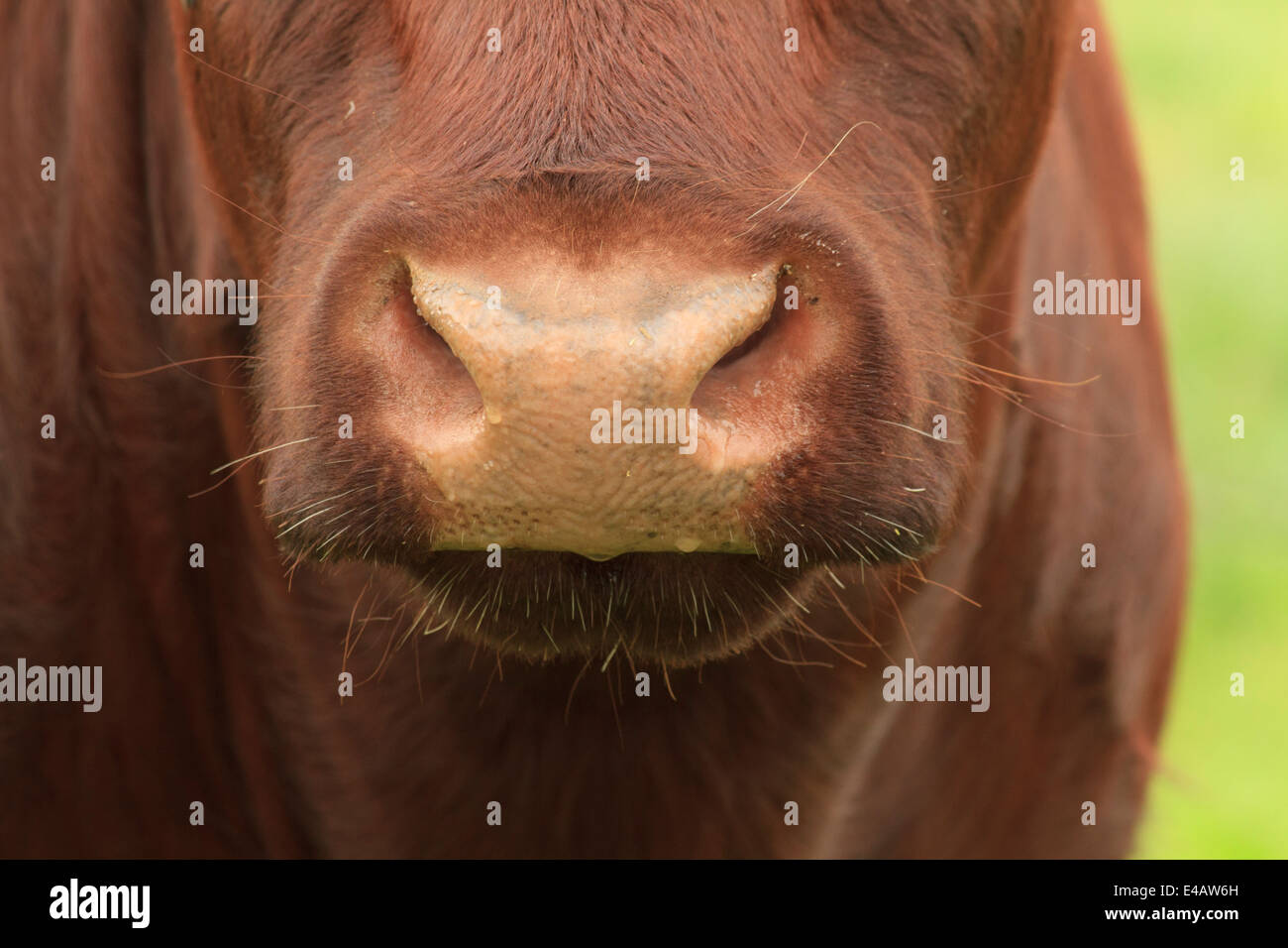 Pedigree Lincoln Red Cattle Stock Photo - Alamy