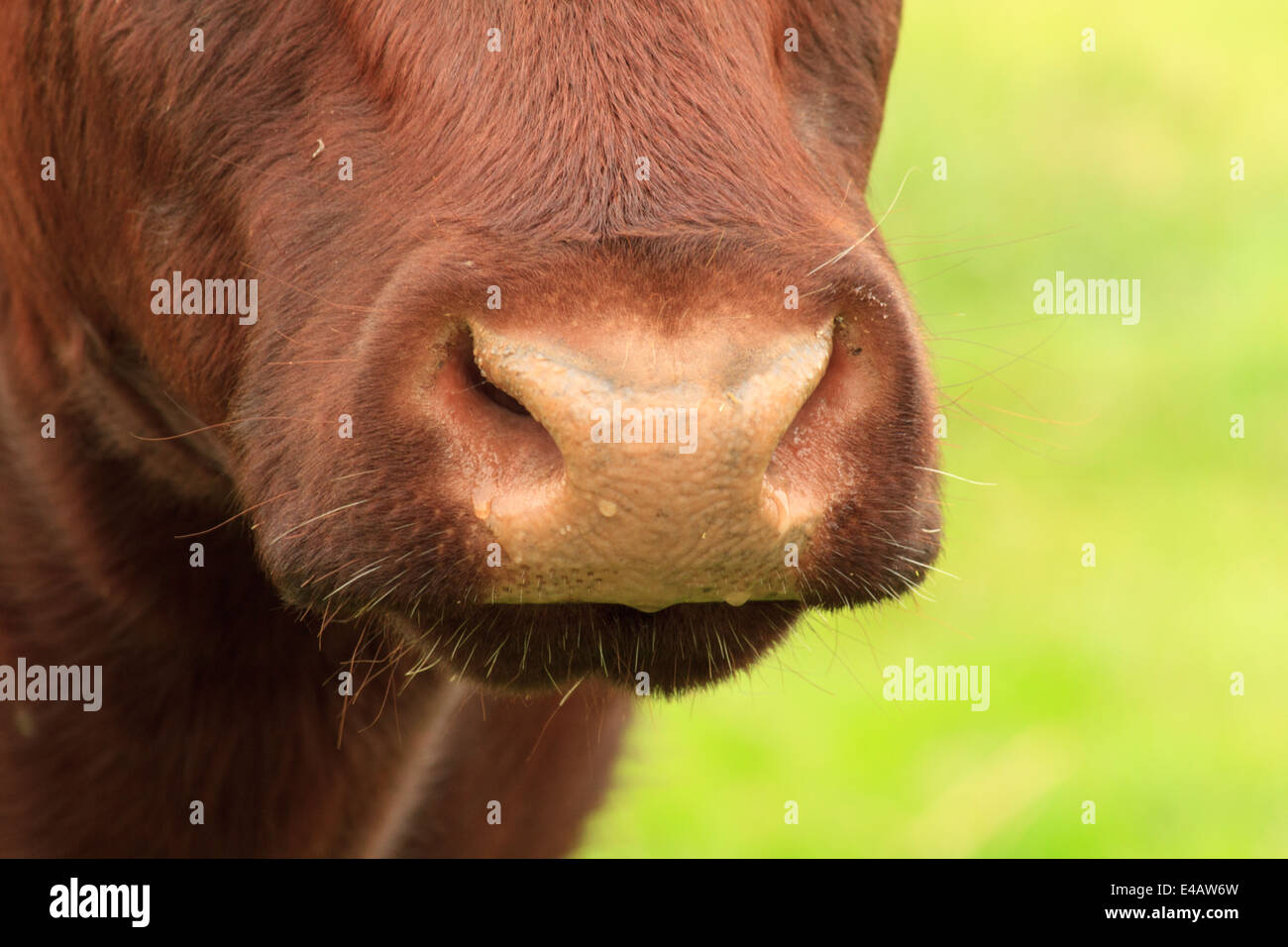 Pedigree Lincoln Red Cattle Stock Photo - Alamy