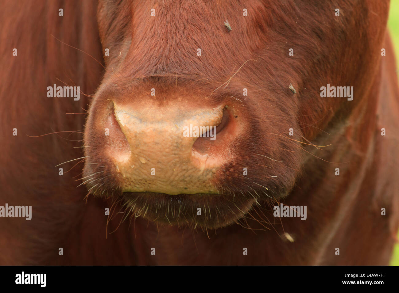 Pedigree Lincoln Red Cattle Stock Photo - Alamy