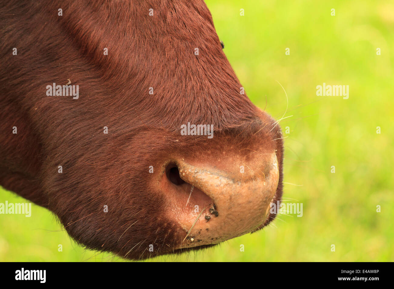 Pedigree Lincoln Red Cattle Stock Photo - Alamy