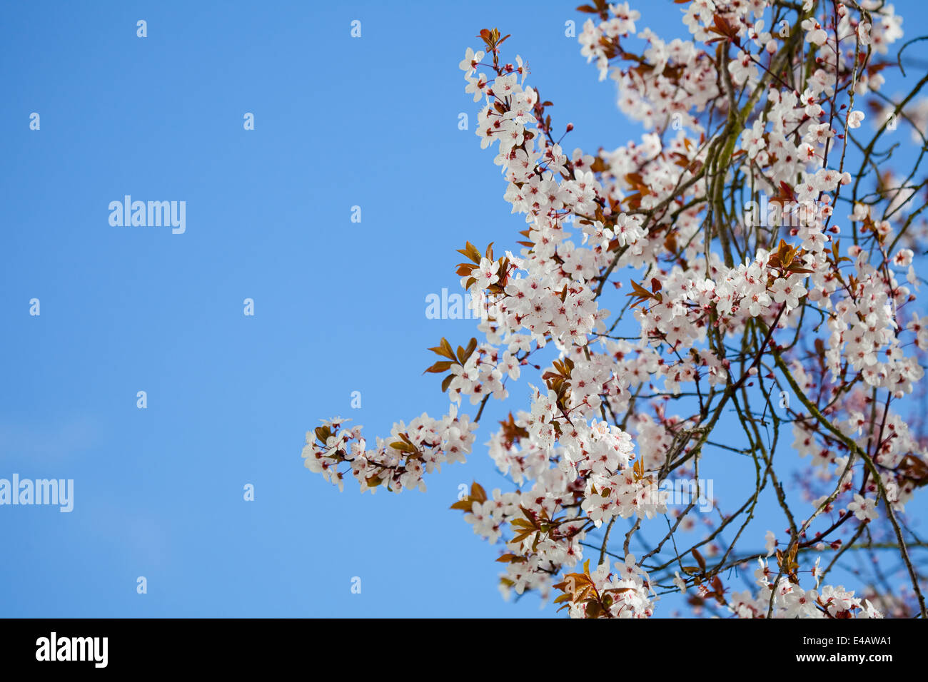 spring blossom background Stock Photo - Alamy