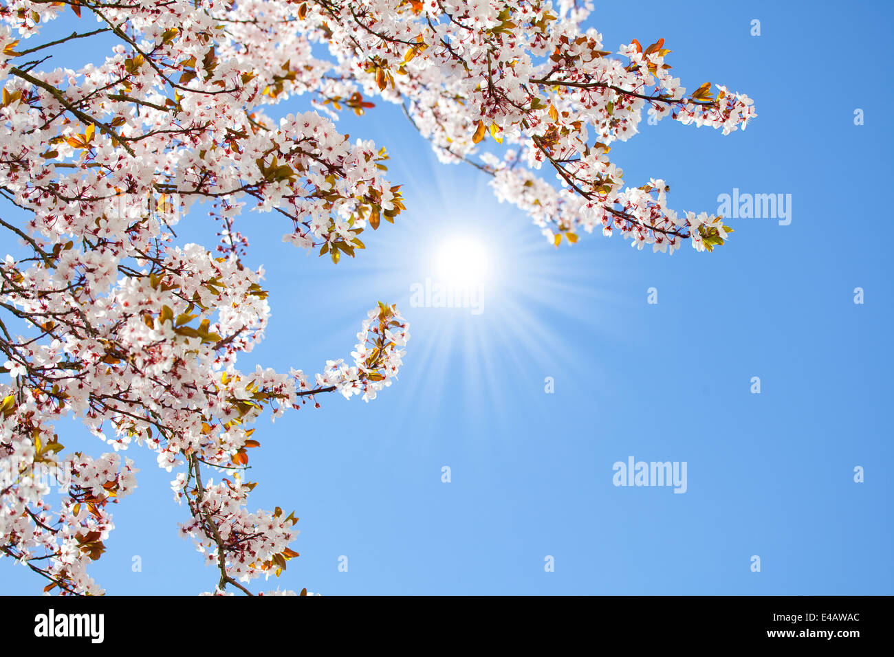 spring blossom background Stock Photo - Alamy