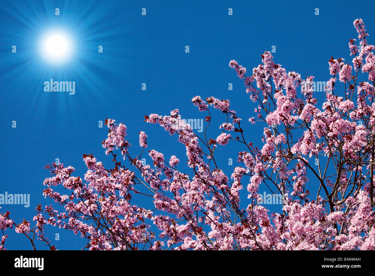 spring blossom background Stock Photo - Alamy