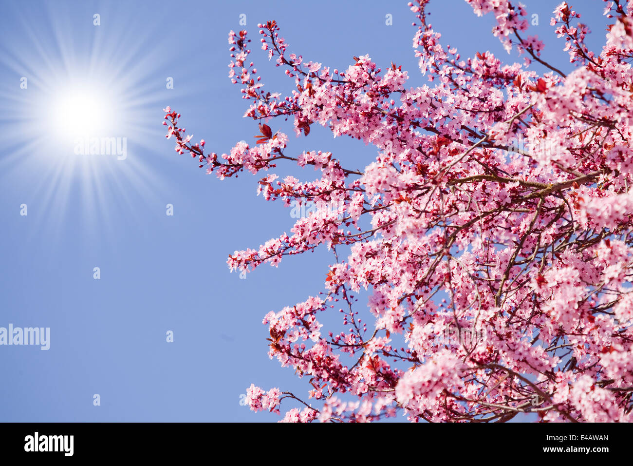 spring blossom background Stock Photo - Alamy