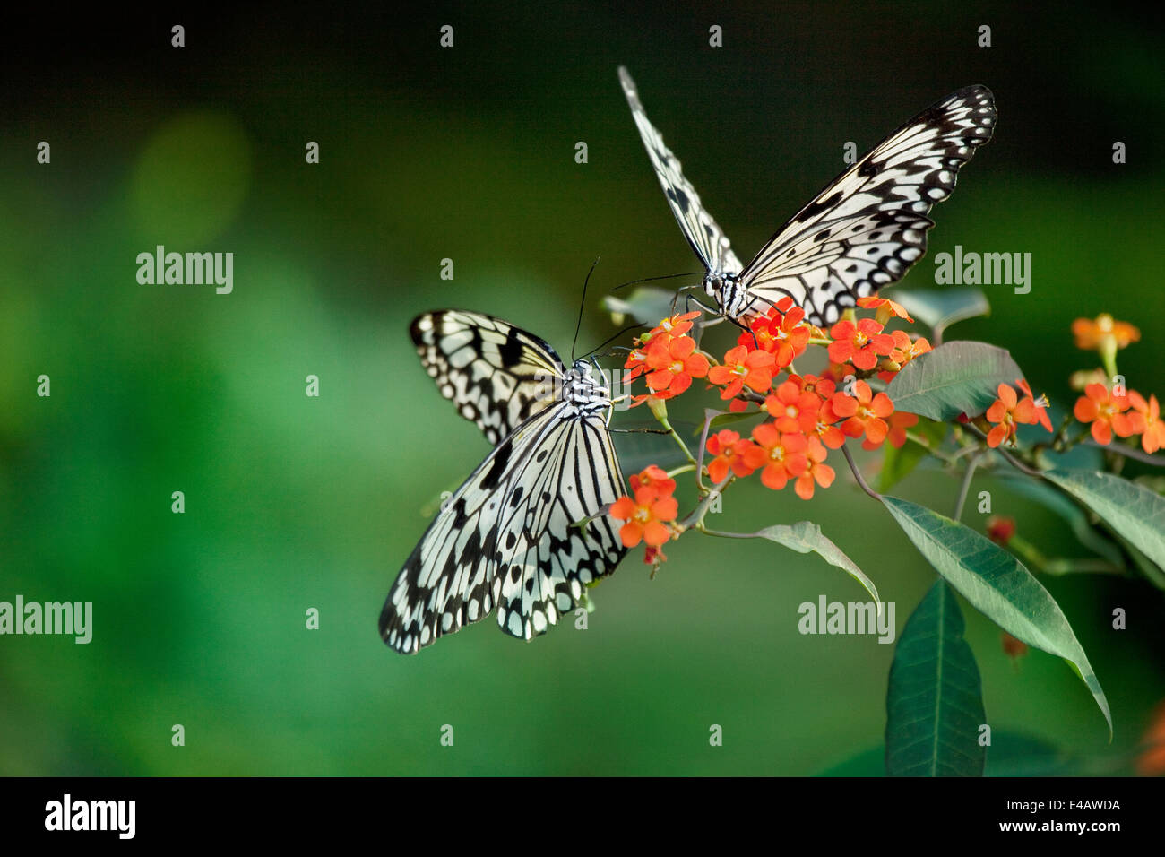 Beautiful butterfly on red flowers Stock Photo - Alamy