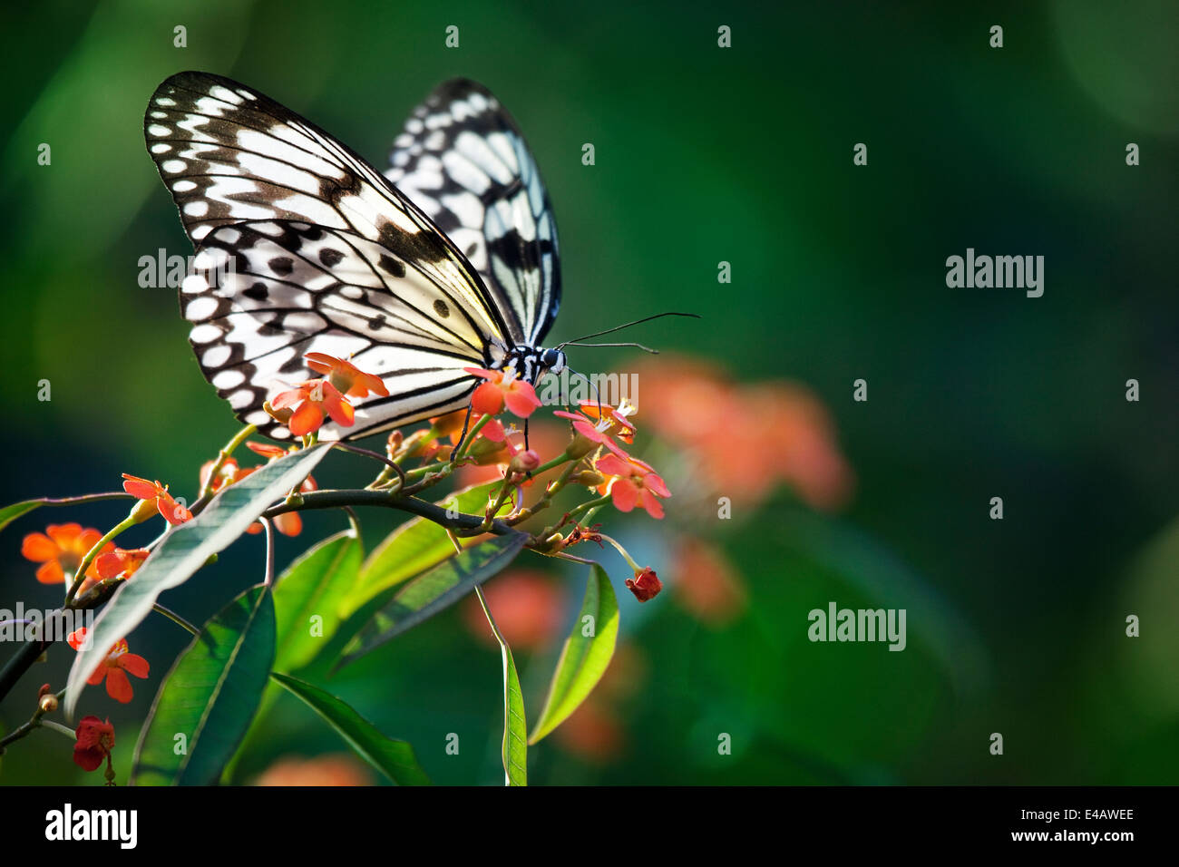 Beautiful butterfly on red flowers Stock Photo - Alamy
