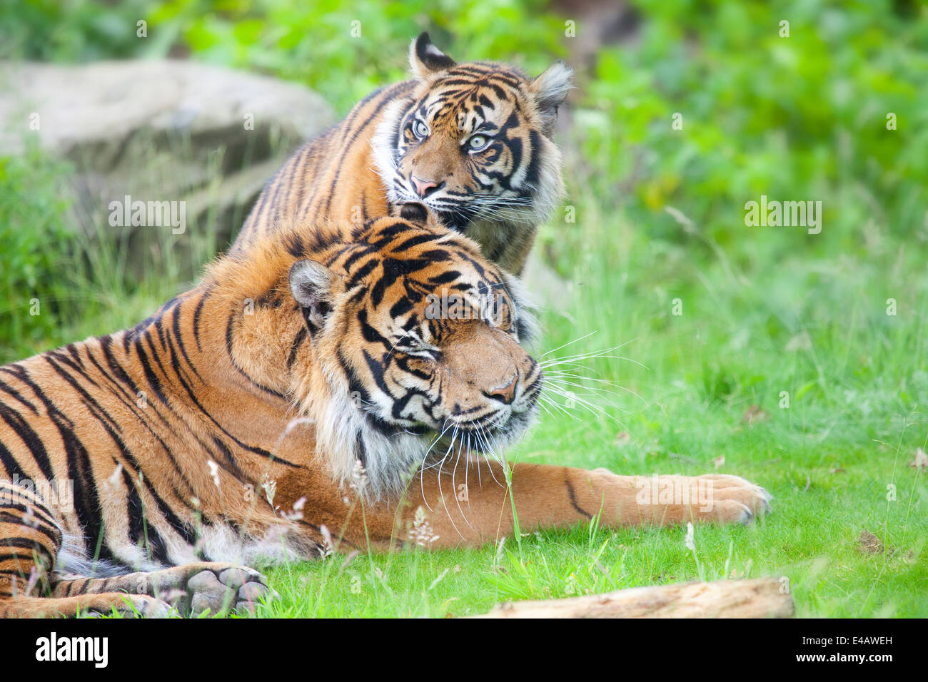 Grown tiger hi-res stock photography and images - Alamy
