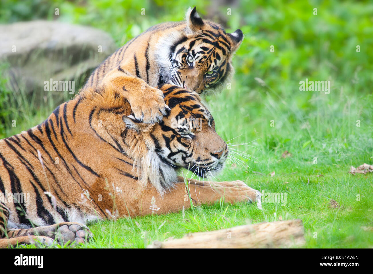 grown up tiger in a green meadow Stock Photo - Alamy