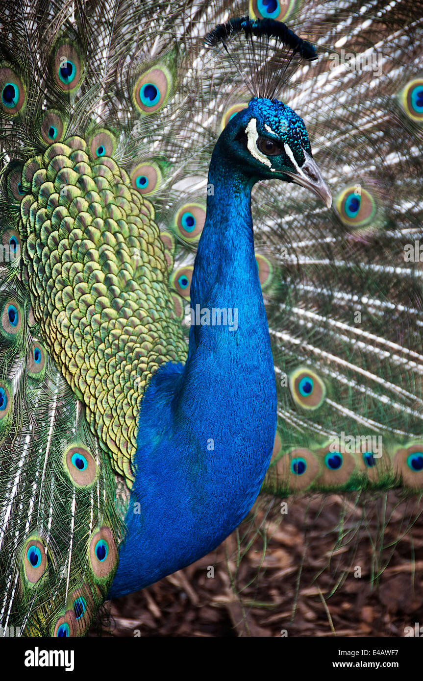 Indian plume hi-res stock photography and images - Alamy