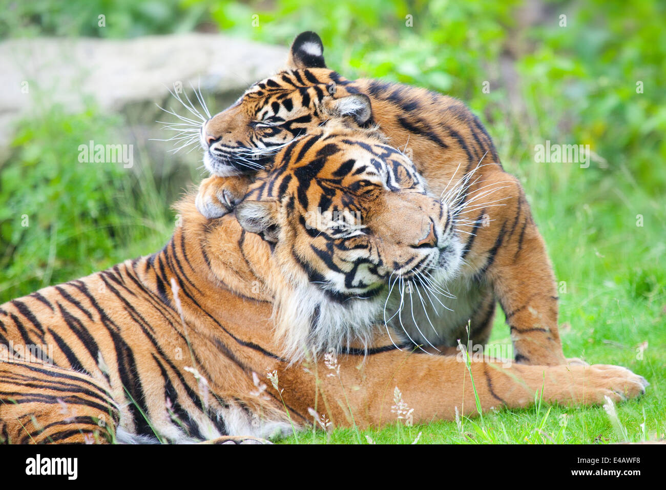grown up tiger in a green meadow Stock Photo - Alamy