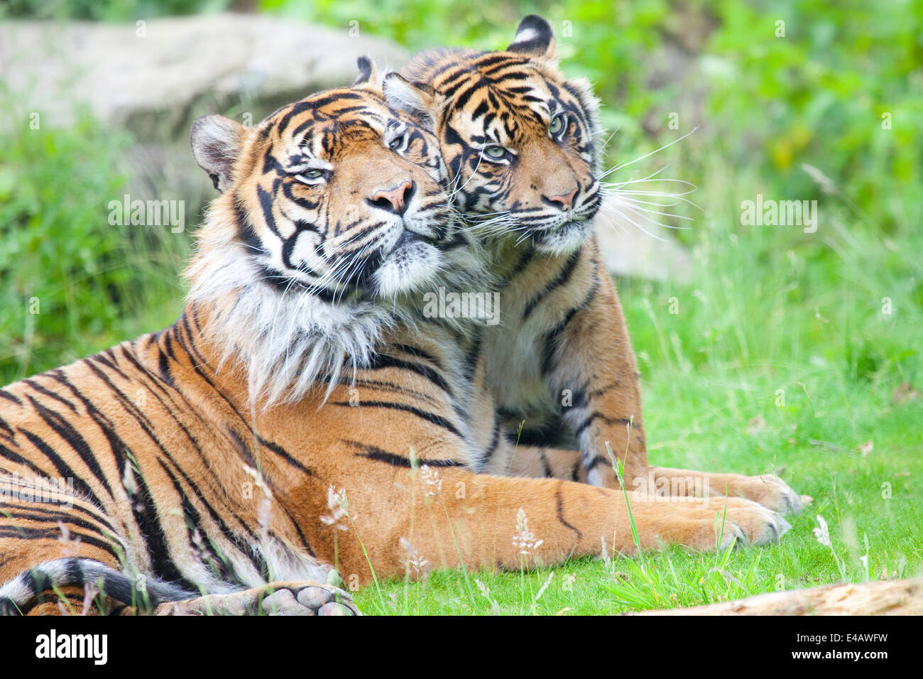 grown up tiger in a green meadow Stock Photo - Alamy