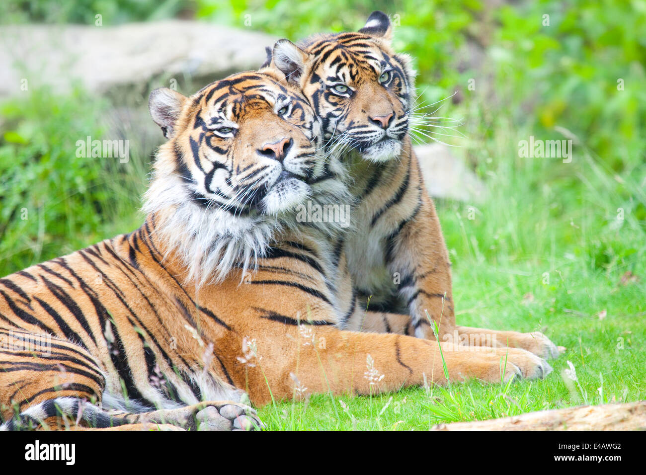 grown up tiger in a green meadow Stock Photo - Alamy