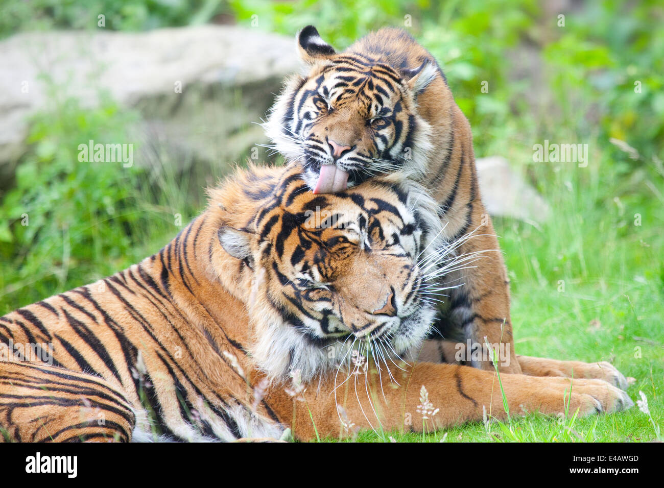 grown up tiger in a green meadow Stock Photo - Alamy