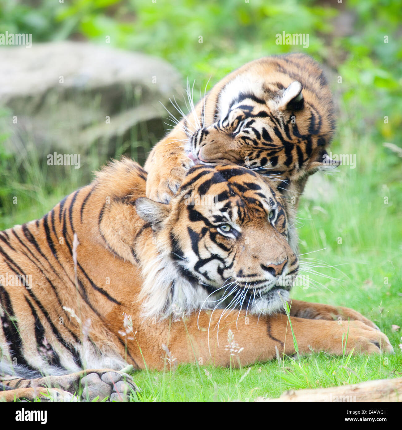 grown up tiger in a green meadow Stock Photo - Alamy