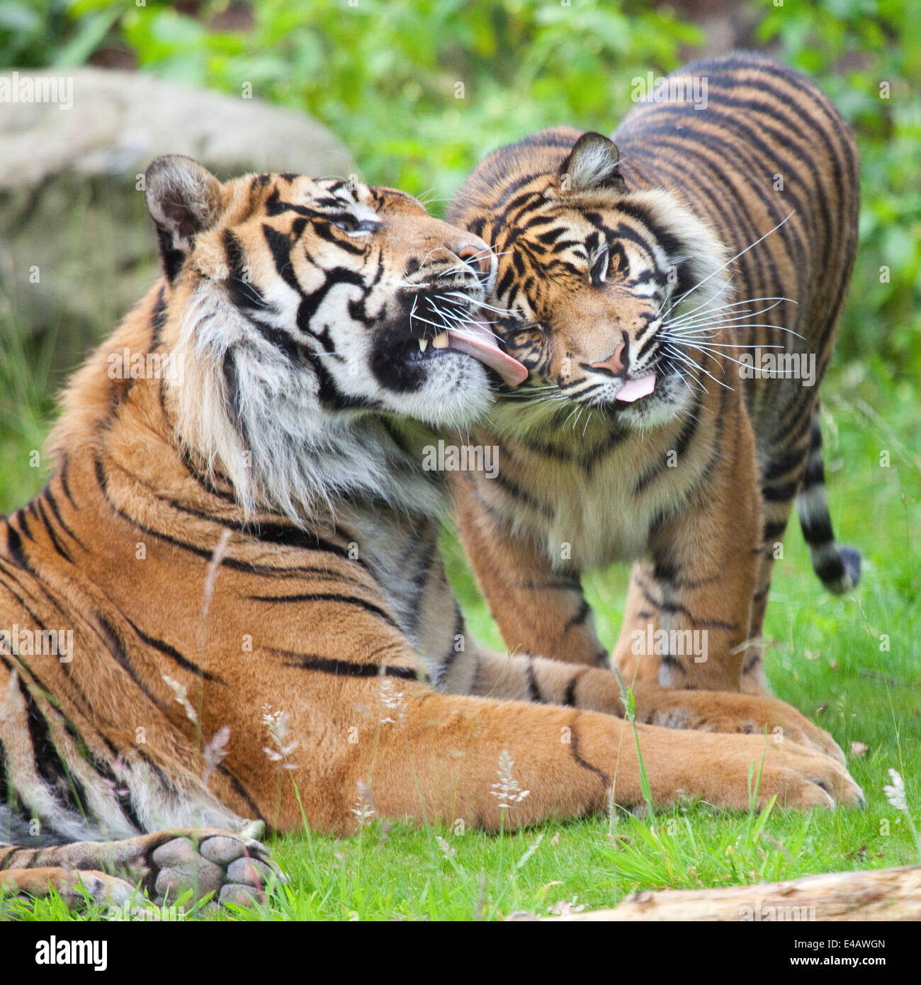 grown up tiger in a green meadow Stock Photo - Alamy