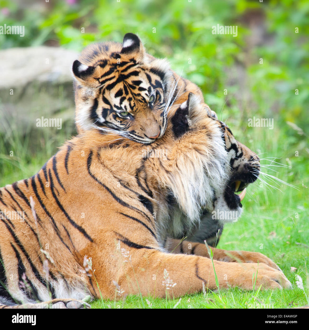 grown up tiger in a green meadow Stock Photo - Alamy