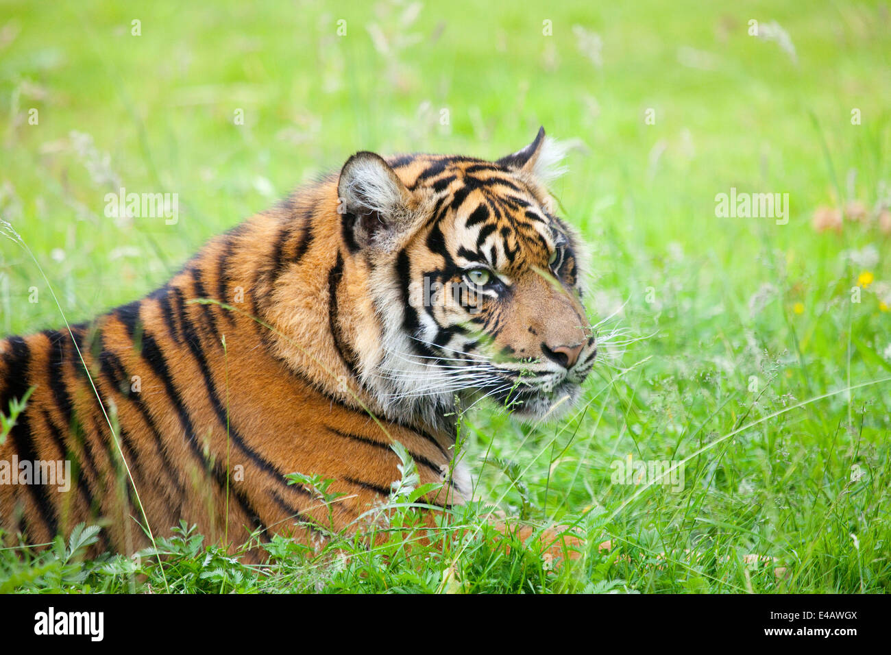 grown up tiger in a green meadow Stock Photo - Alamy