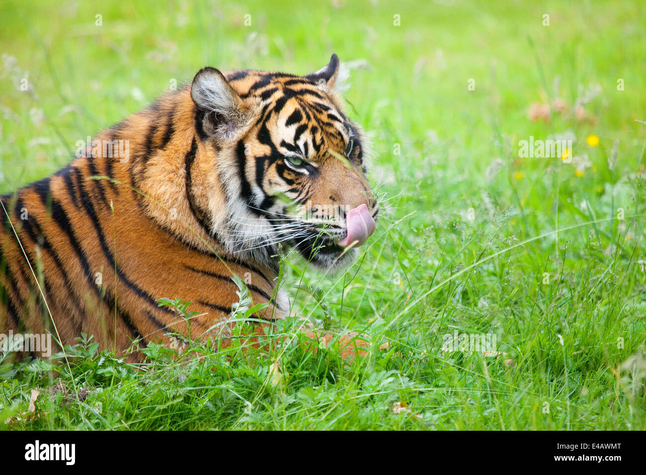 grown up tiger in a green meadow Stock Photo - Alamy