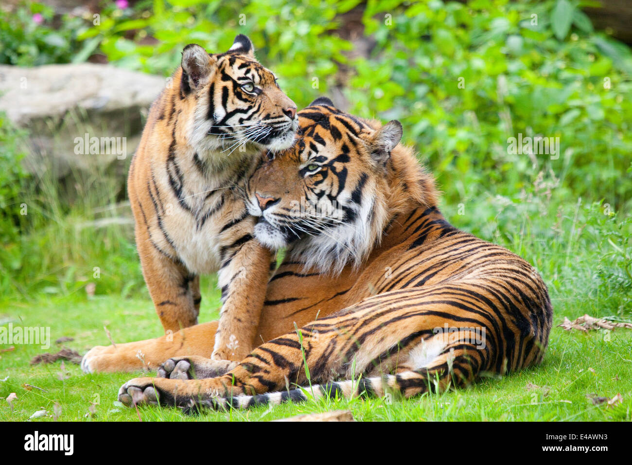 grown up tiger in a green meadow Stock Photo - Alamy
