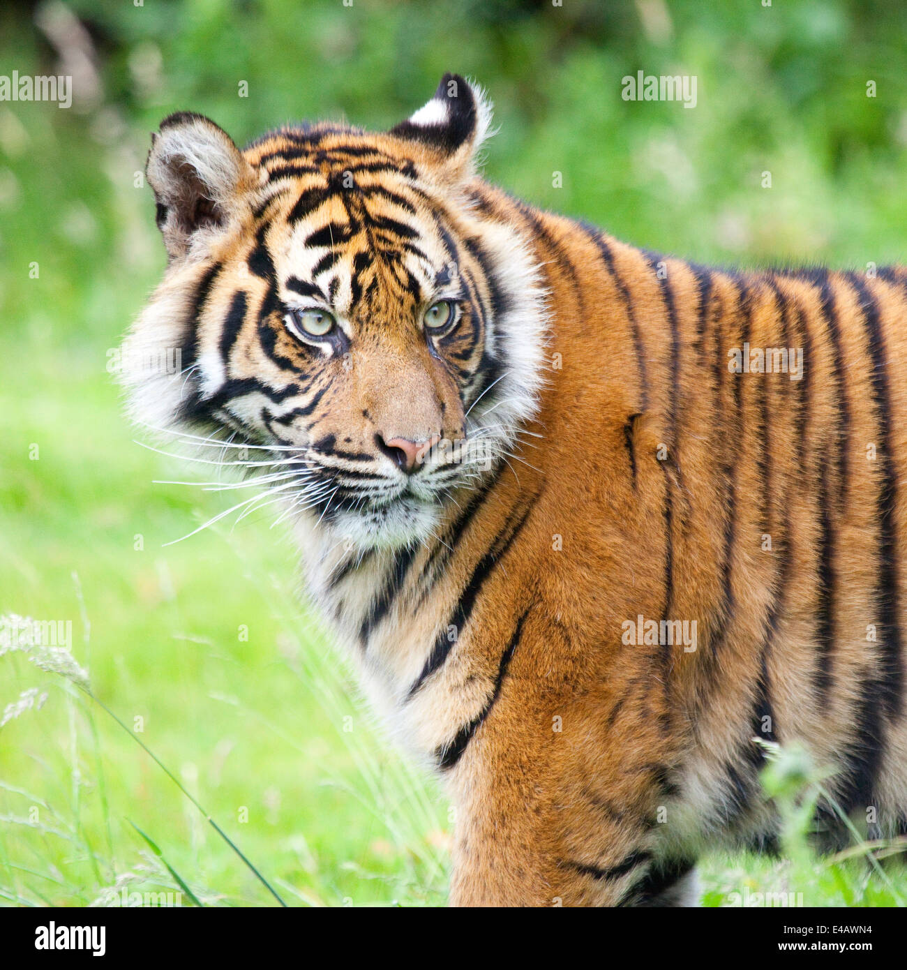 grown up tiger in a green meadow Stock Photo - Alamy