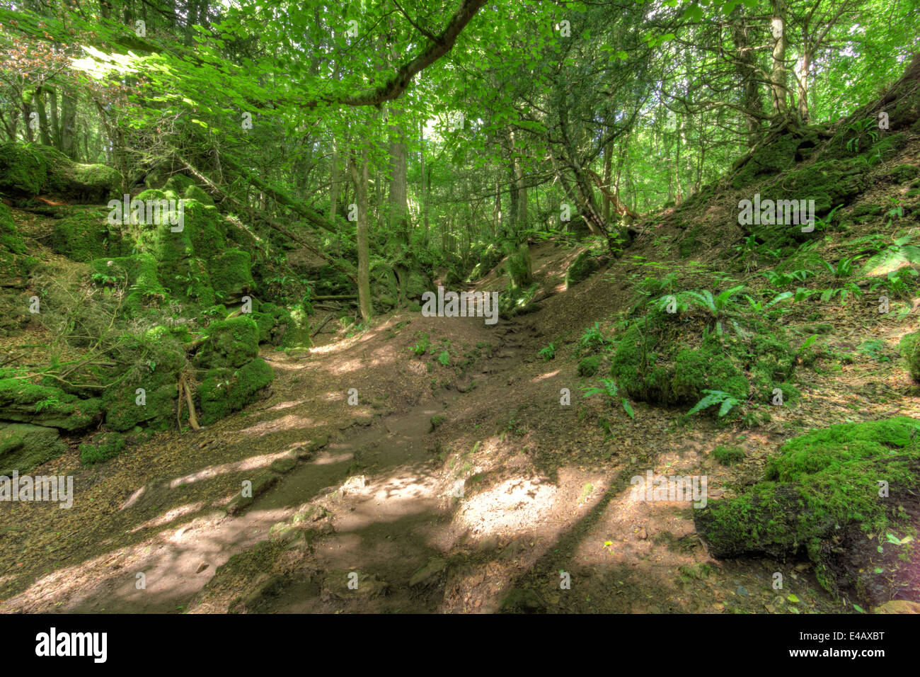Forest of Dean, Coleford, UK. 8th July, 2014. Actual shoot date varies ...