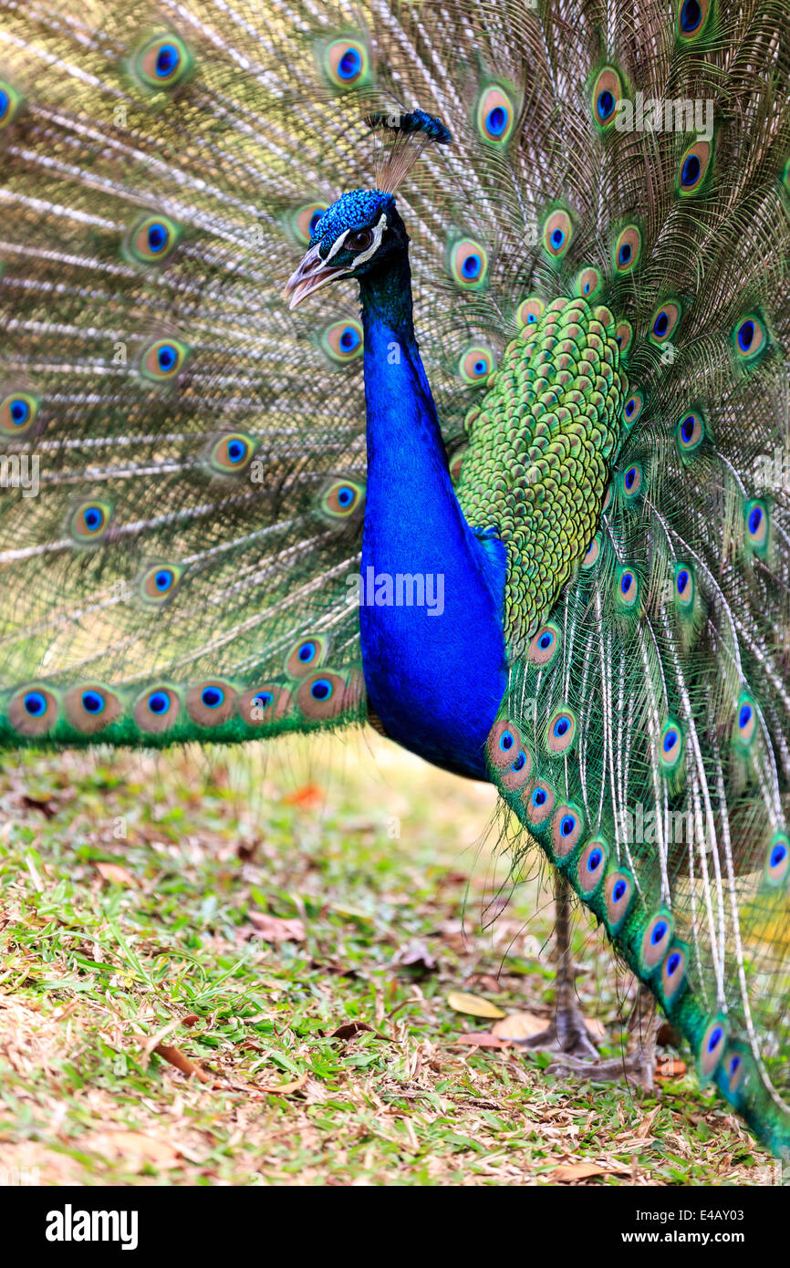 Beautiful vibrant peacock strutting his stuff for ladies Stock Photo ...