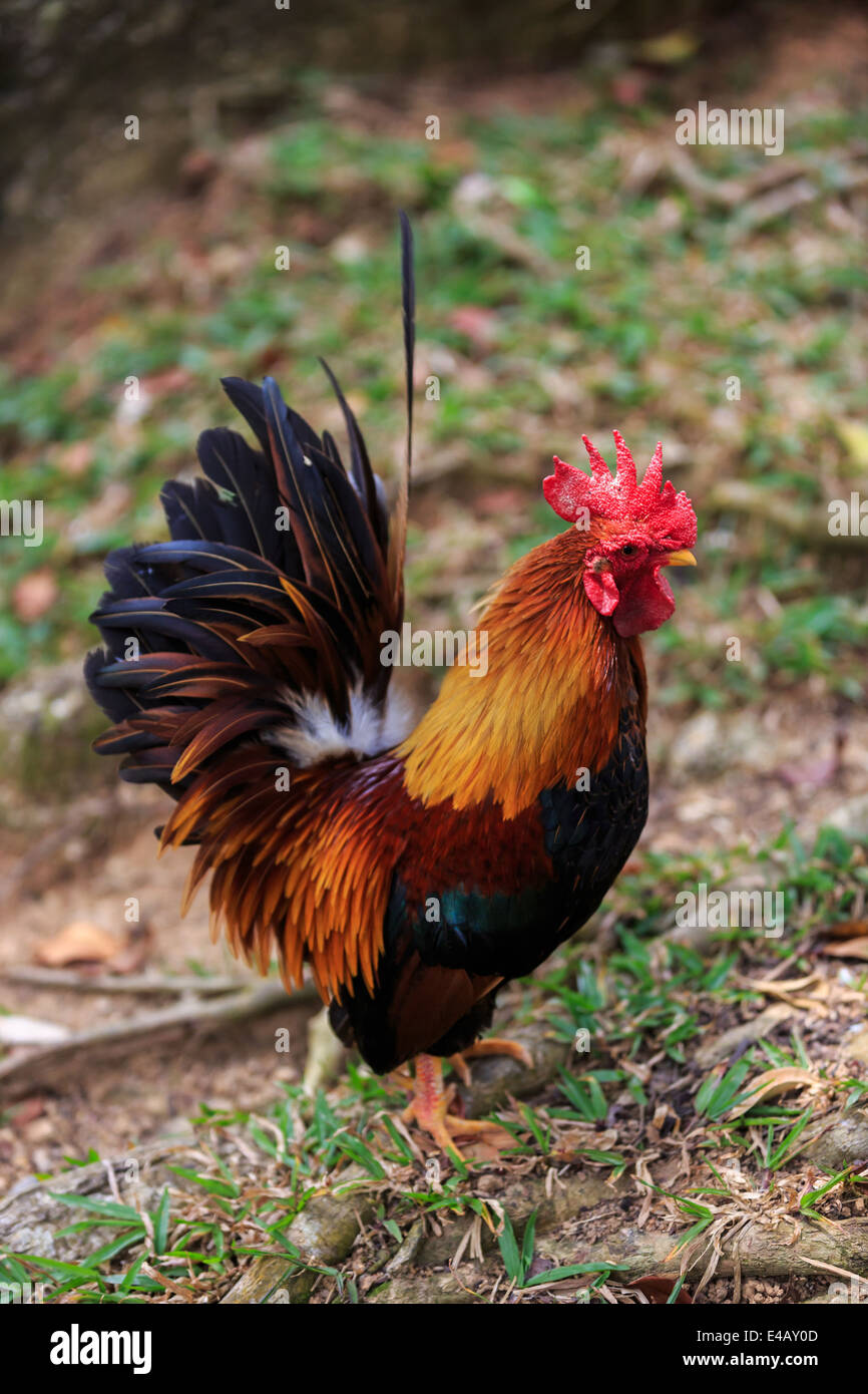 Vertical photo of a male Colorful Rooster crowing Stock Photo - Alamy