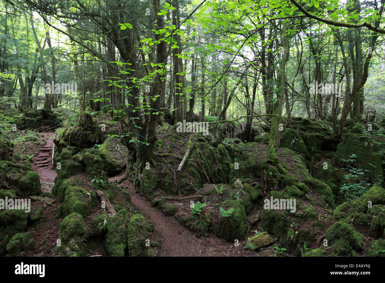 Forest of Dean, Coleford, UK. 8th July, 2014. Actual shoot date varies ...