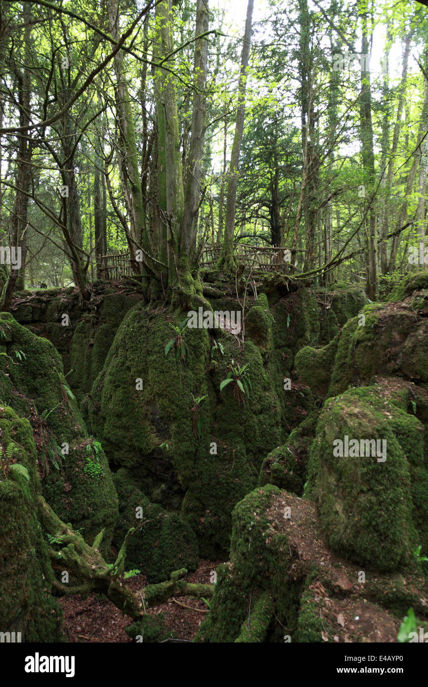 Forest of Dean, Coleford, UK. 8th July, 2014. Actual shoot date varies ...