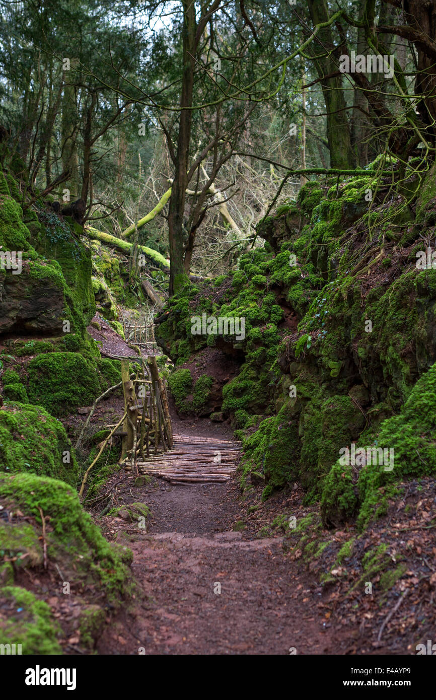 Forest of Dean, Coleford, UK. 8th July, 2014. Actual shoot date varies ...