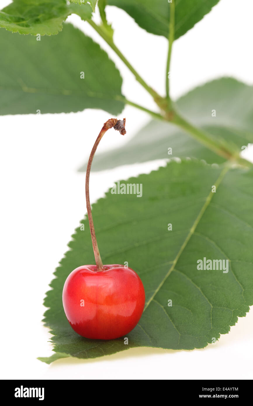 Cherry red leaves hi-res stock photography and images - Alamy