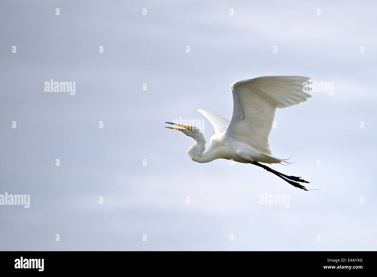 Flying Stork High Resolution Stock Photography and Images - Alamy